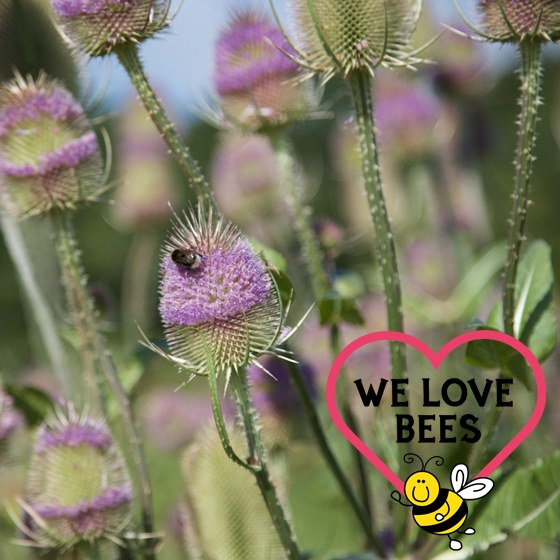 A Bee Friendly Garden - Honeybuns