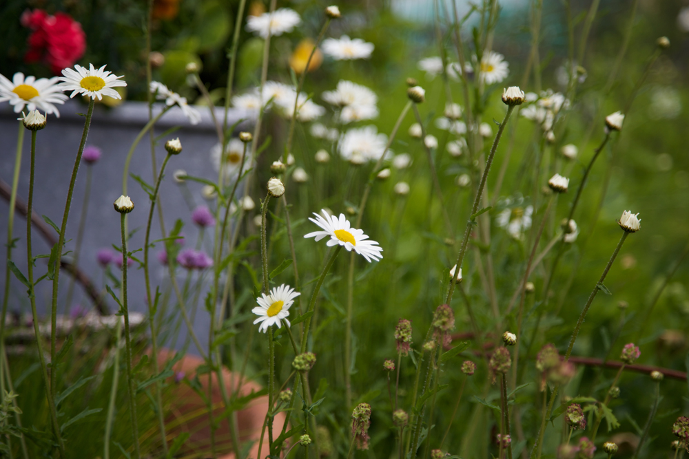 Tips on how to make your garden more nature friendly - Honeybuns